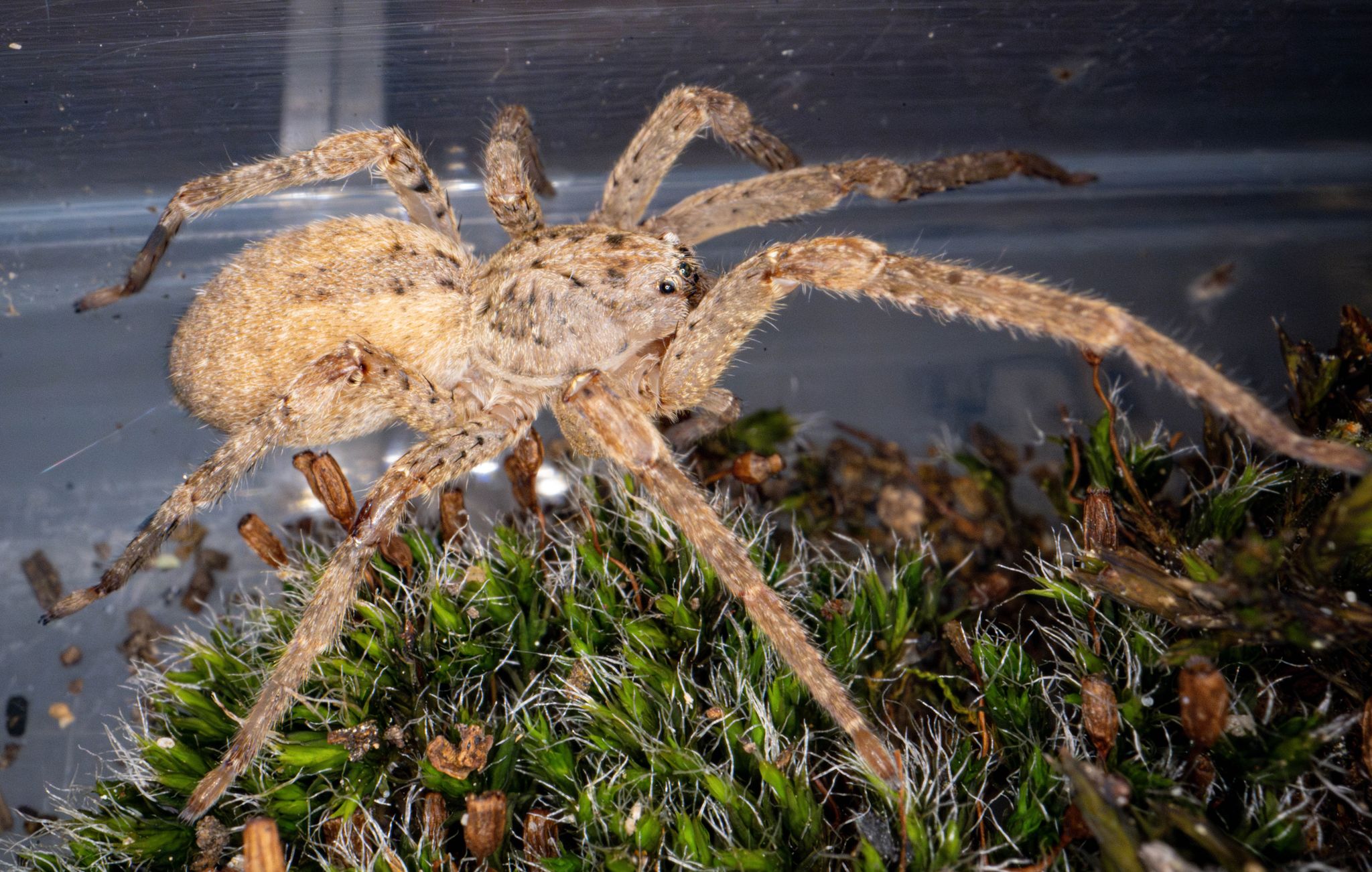 Nosferatu-Spinne wohl inzwischen bundesweit verbreitet