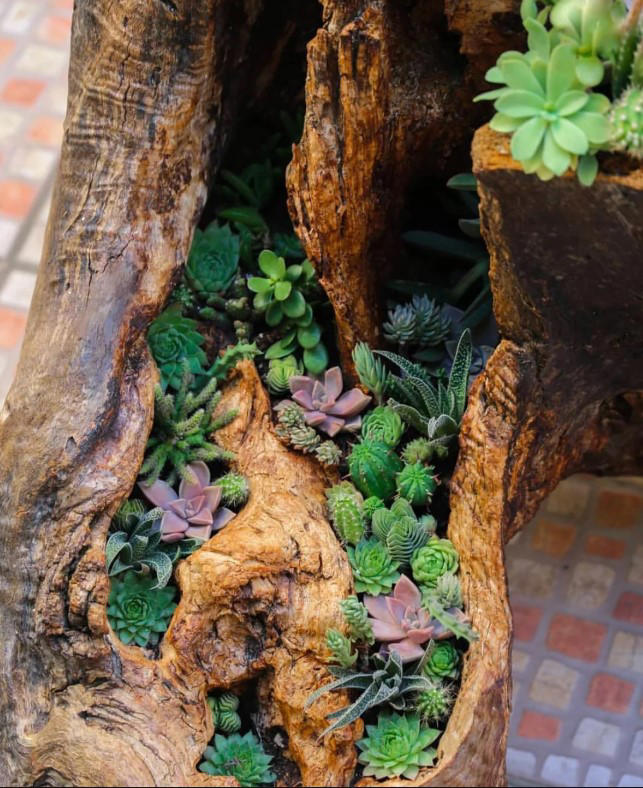 Old tree stump rescued from rot becomes a dreamy succulent planter