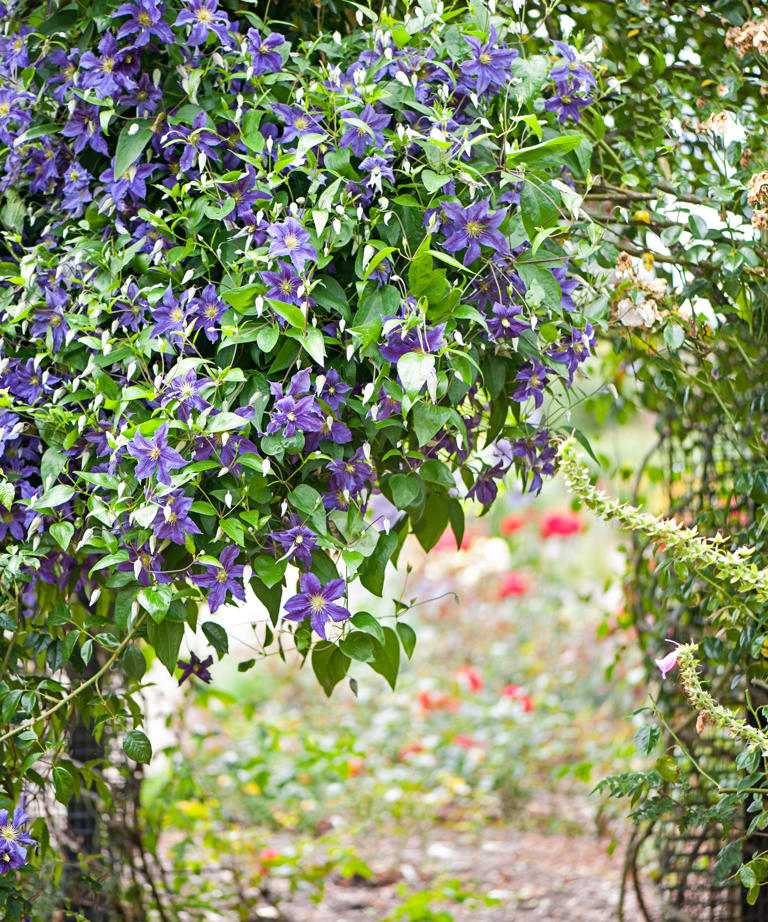What to do with clematis in June for a show-stopping climb of blooms ...
