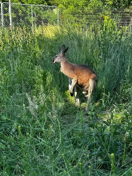 Lee County Sheriff’s Office safely locates missing kangaroo