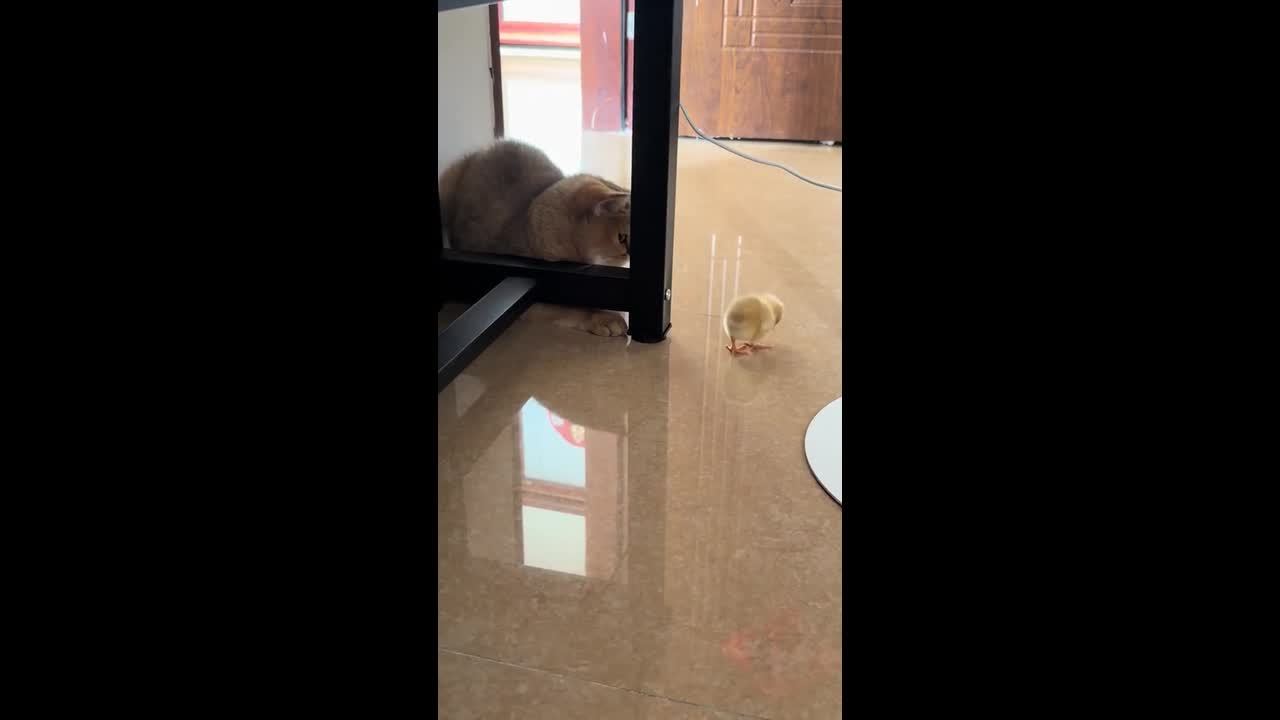 Cat shows cautious curiosity toward chick in Guangdong, China