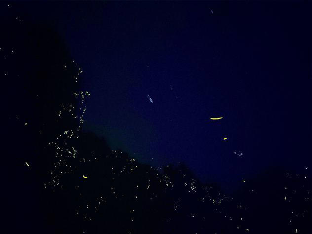 Firefly season is here: When to watch for summer's flashing lights