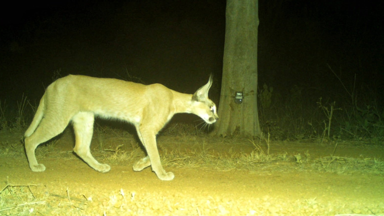 Rare wild cat ‘caracal’ spotted in MP’s Kuno National Park after decades