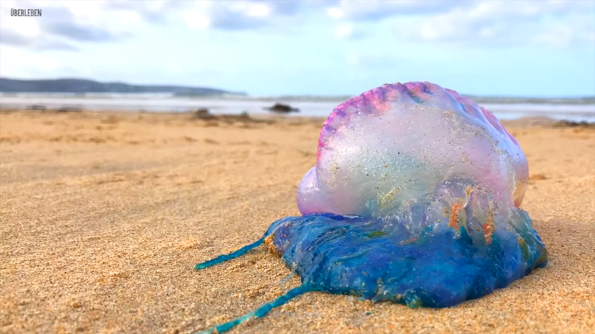 Sie hielt es für das schönste Wesen am Strand - Minuten später brach ...