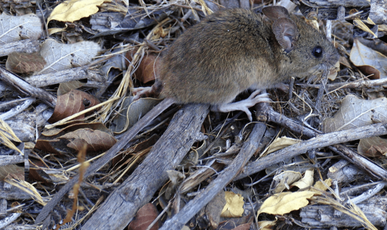Should you cancel your cruise as deadly hantavirus emerges?