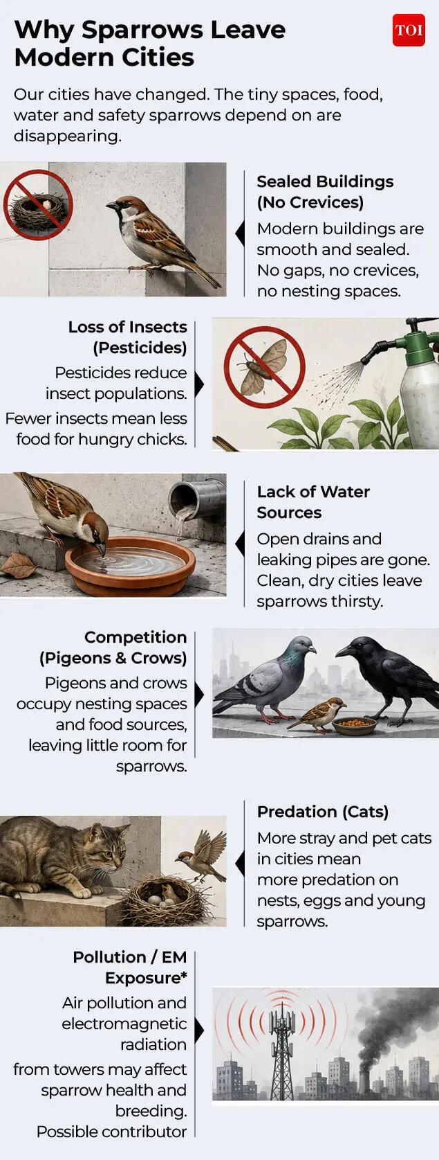The bird that woke us up has fallen silent. Can we bring back the ...