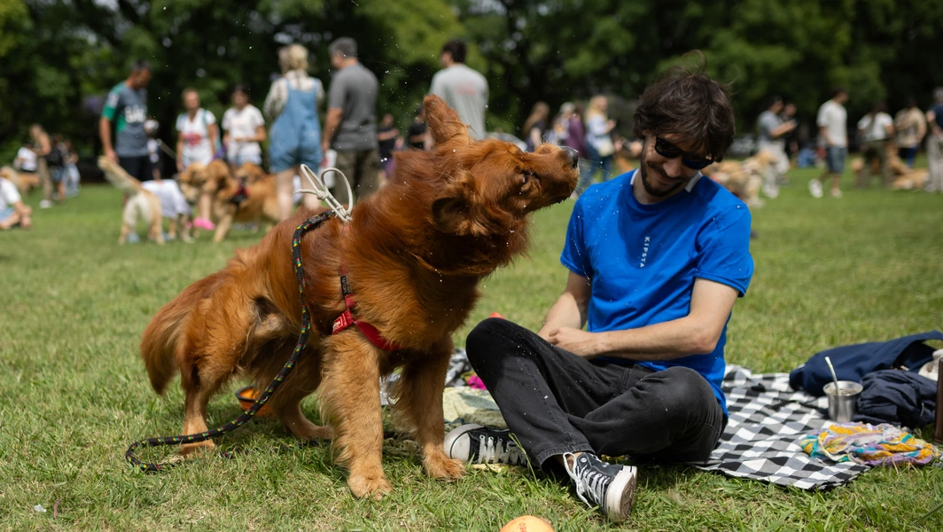 Vets list seven breeds with golden retriever-like traits