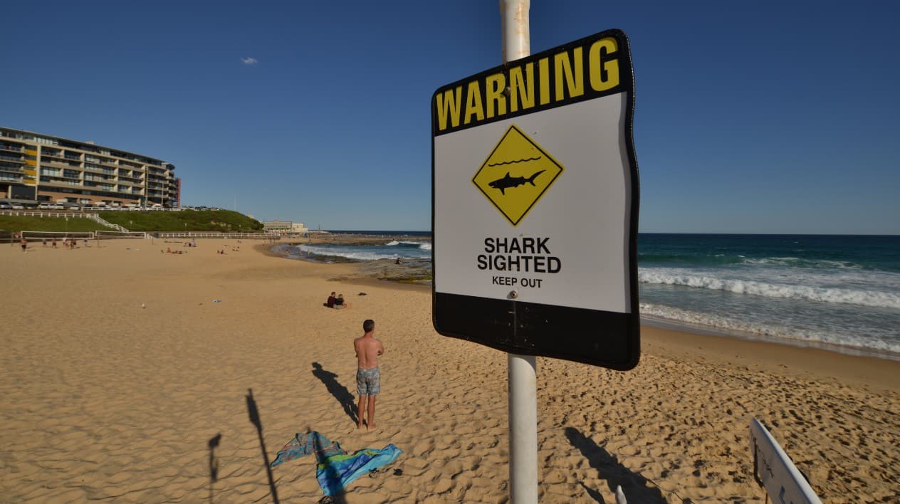 Une « grave » attaque : un plongeur tué par un requin de 4,5 mètres de ...