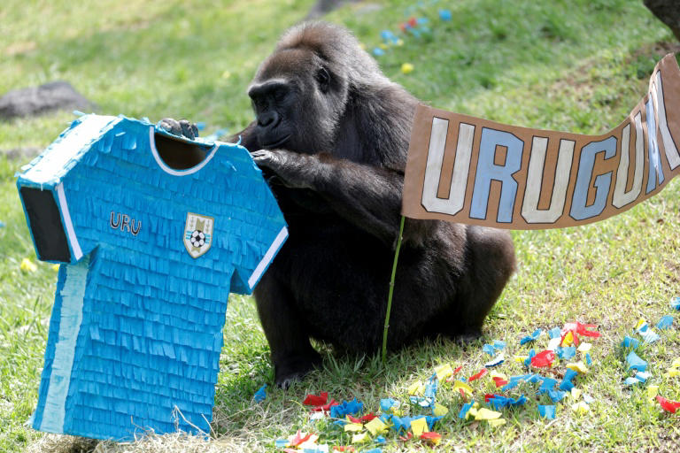 'It's clear who won!': Mexican zoo residents hedge World Cup bets