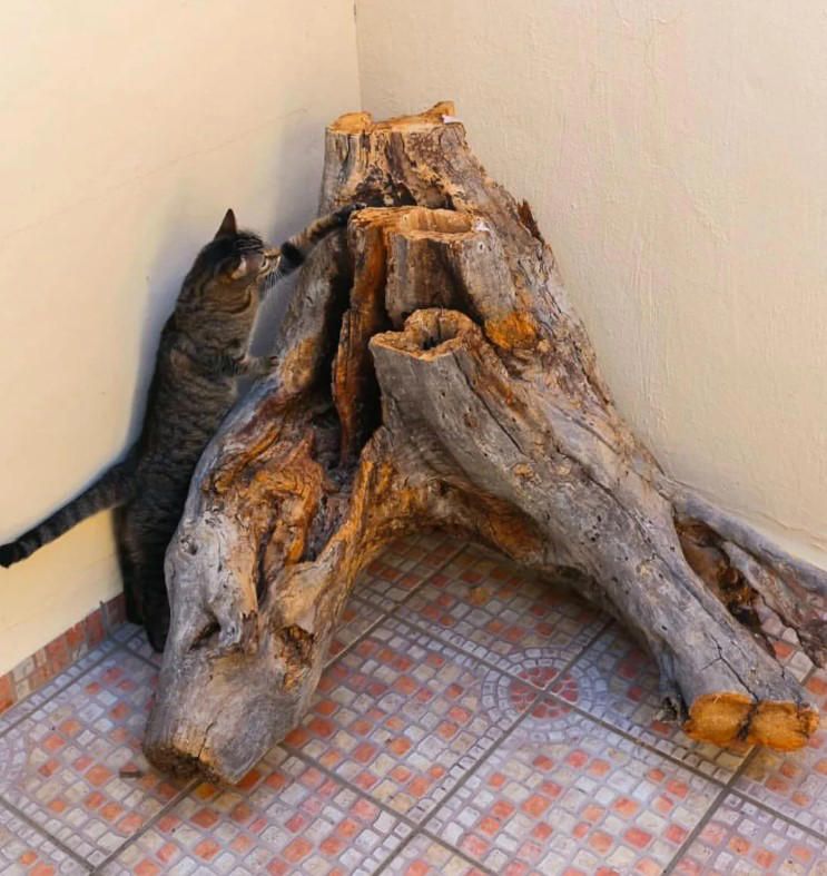 Old tree stump rescued from rot becomes a dreamy succulent planter