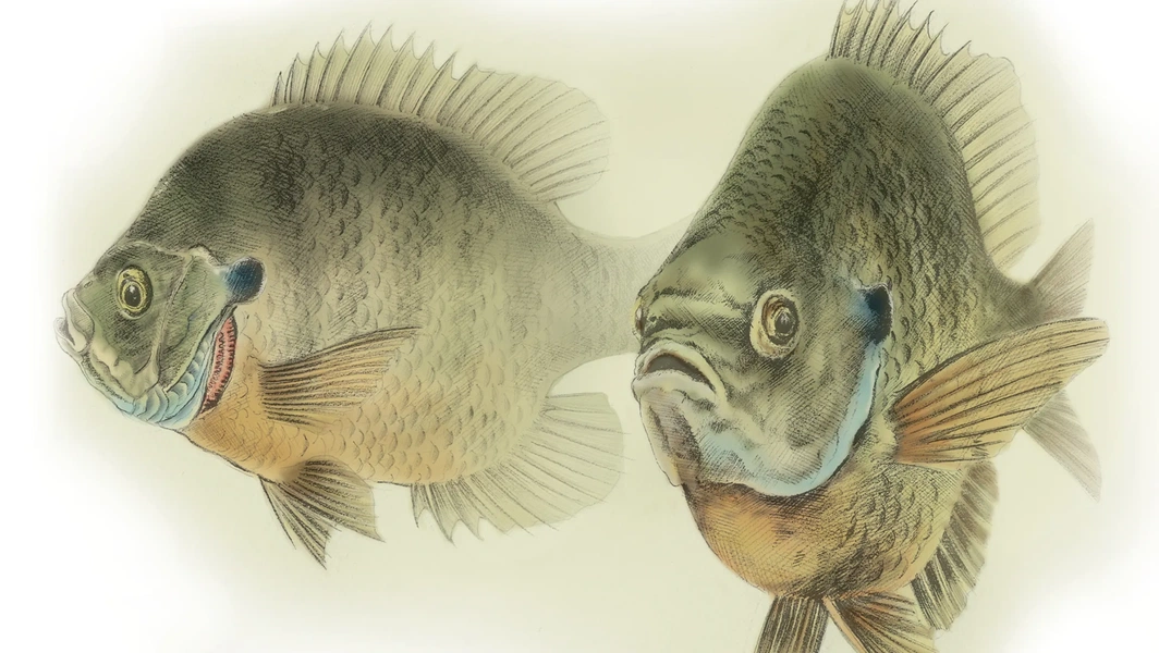 Texas jetty trip reveals diverse saltwater catch under shifting conditions