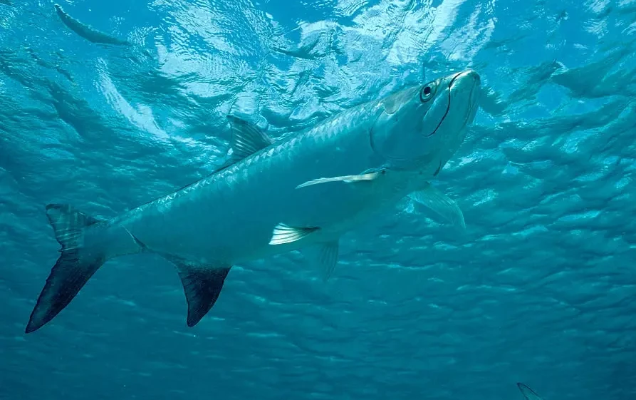 Forgotten notebooks unlock ID of rare 55m-year-old tarpon fossil