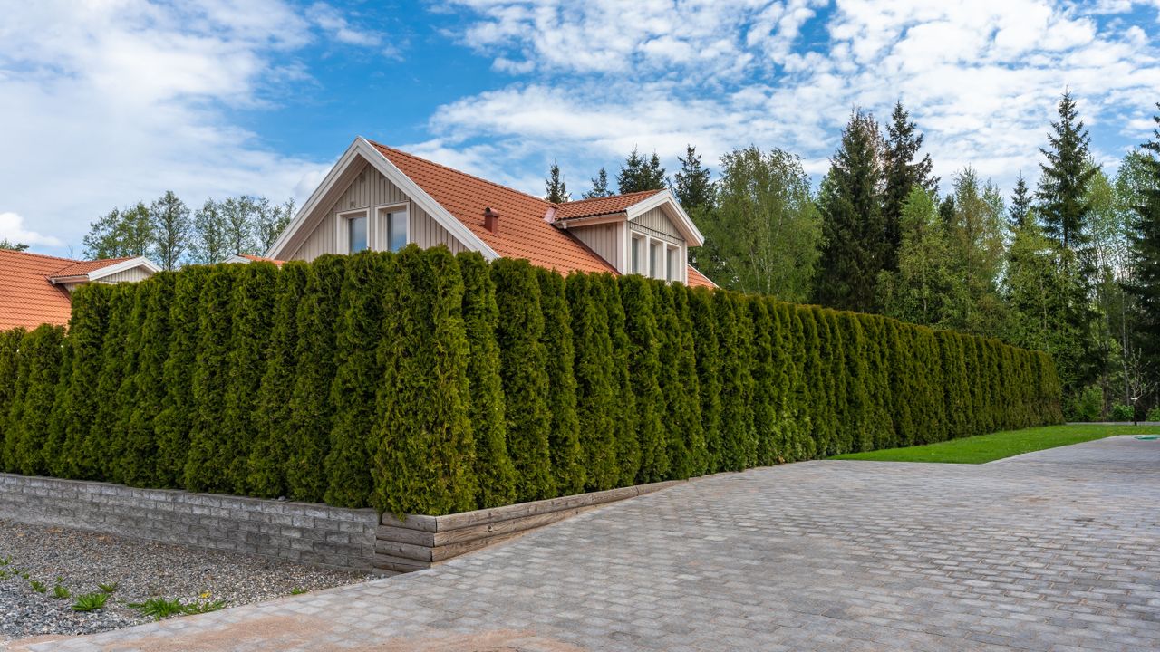 What can I do if my neighbor's hedge is too high and blocking my light?