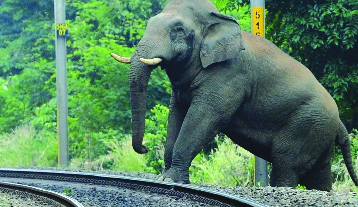 Kerala unveils action plan to tackle human-animal conflict