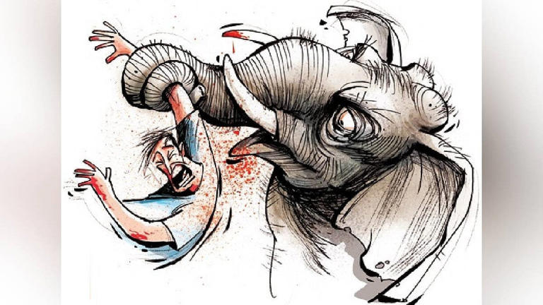 Tribal villager killed in wild elephant attack in Sathyamangalam Tiger ...
