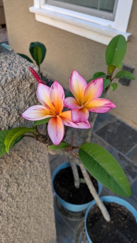 After years of pests and near-deaths, a Trader Joe's plumeria finally ...