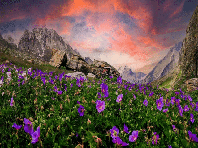 Complete trip plan to the Valley of Flowers from Delhi: Find out about ...
