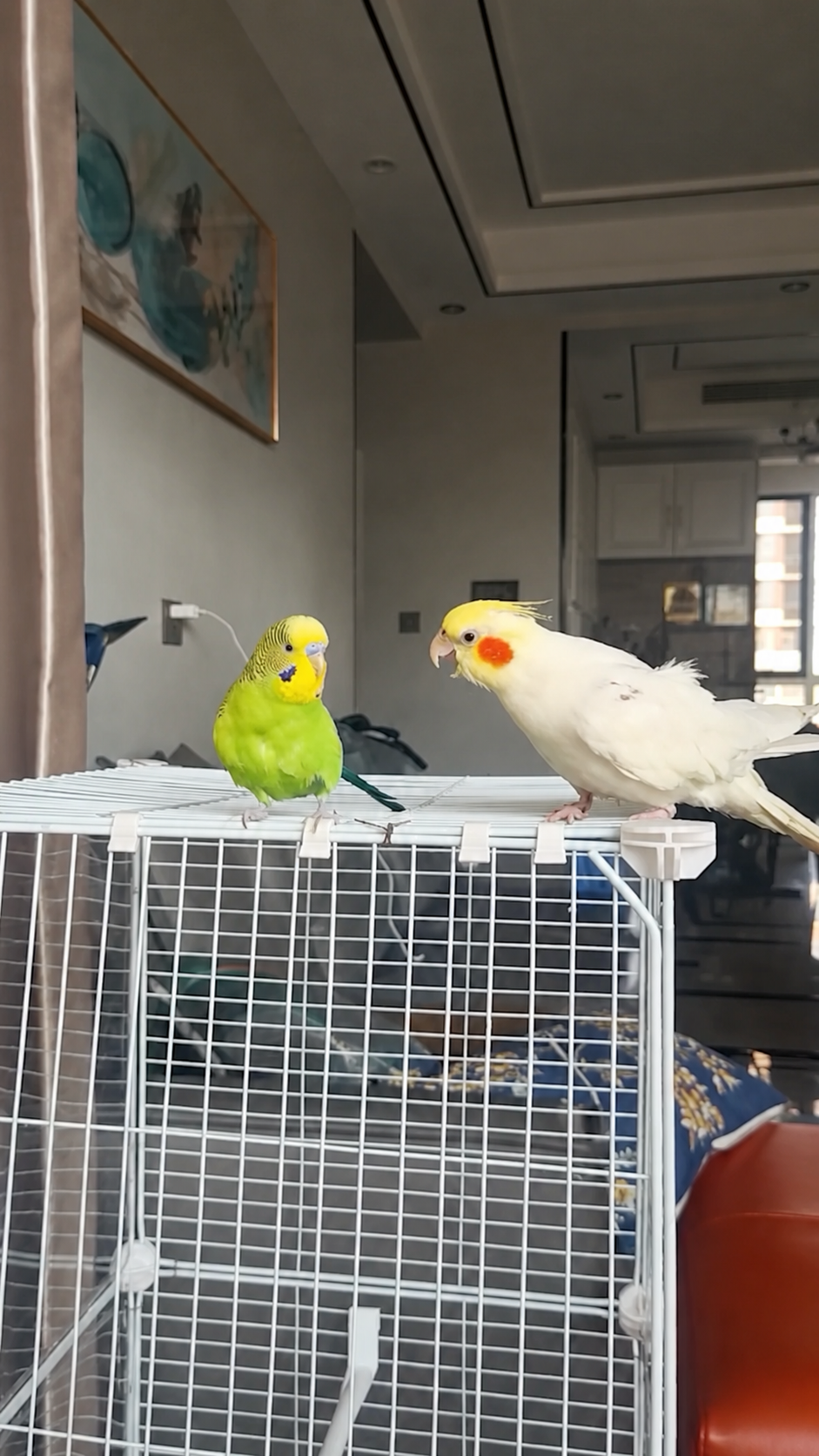 Mr Cockatoo picked a fight with the wrong mood