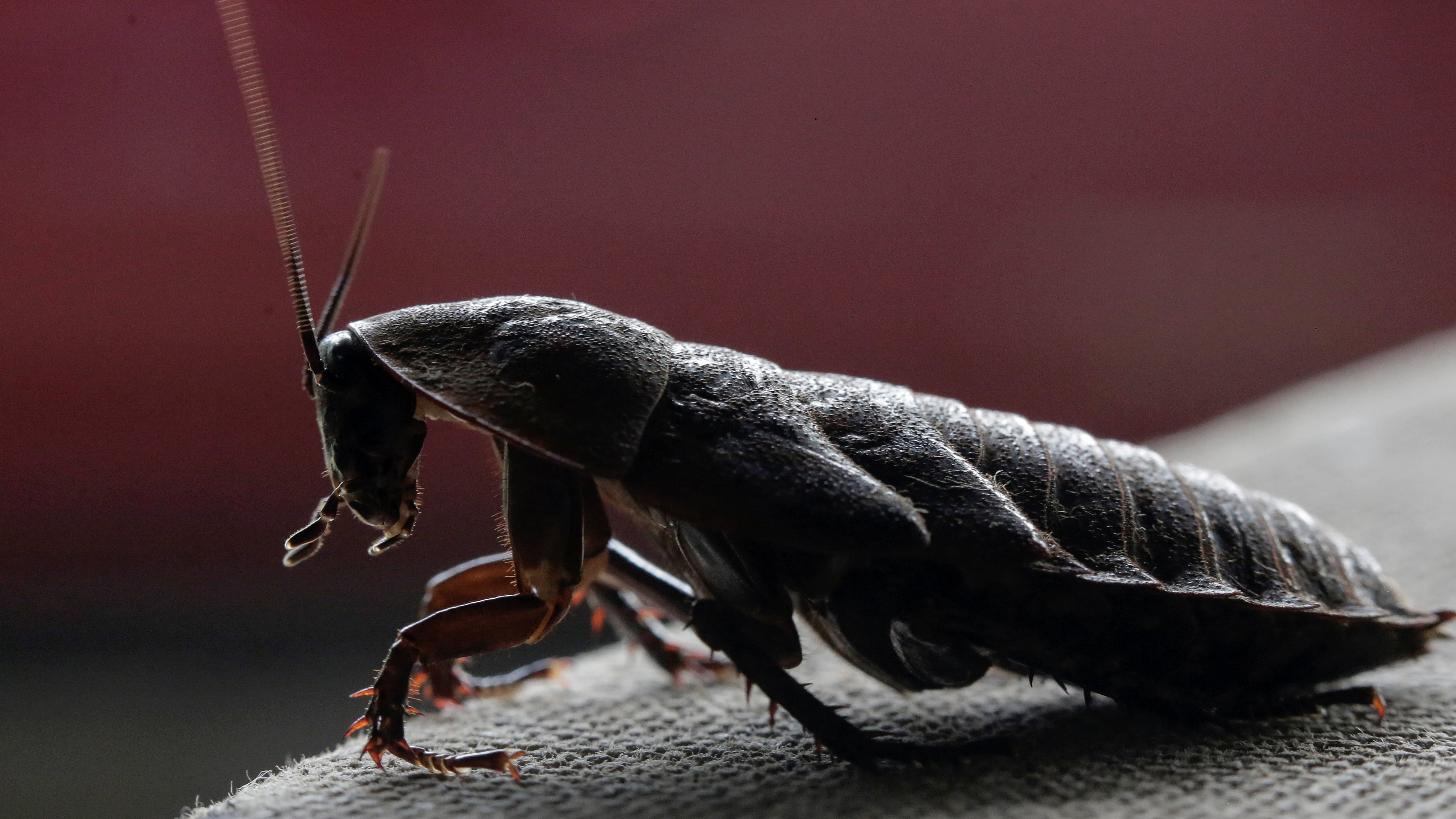 Insect breeder caught with 100,000 illegal cockroaches