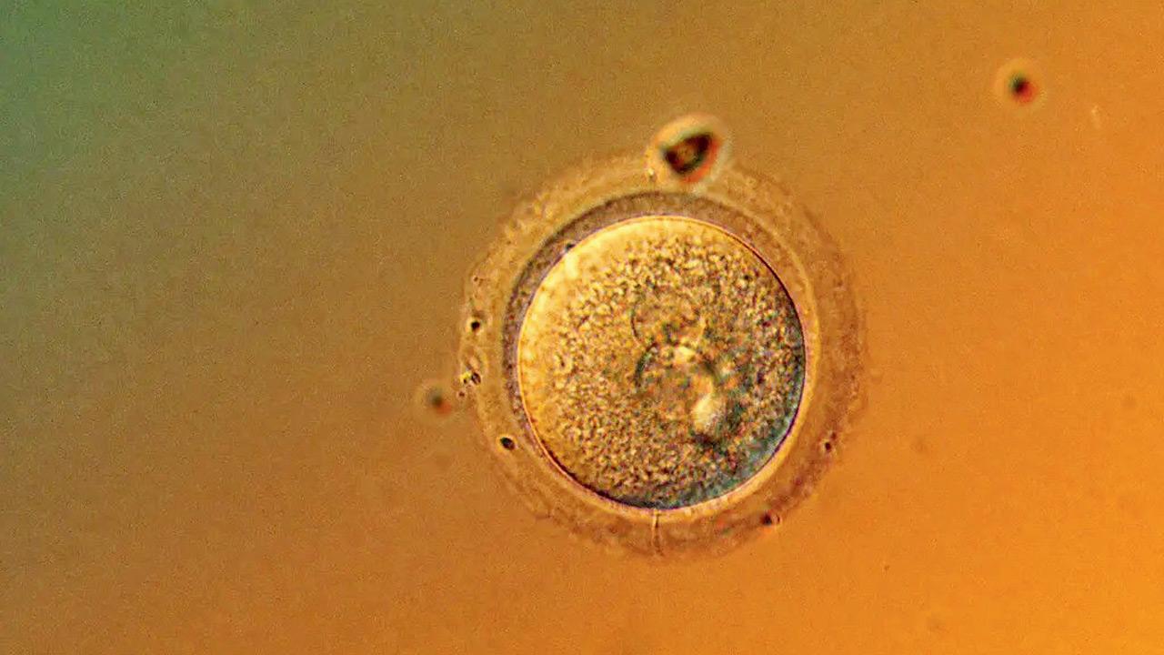 Researchers successfully edit embryo genes with greater precision