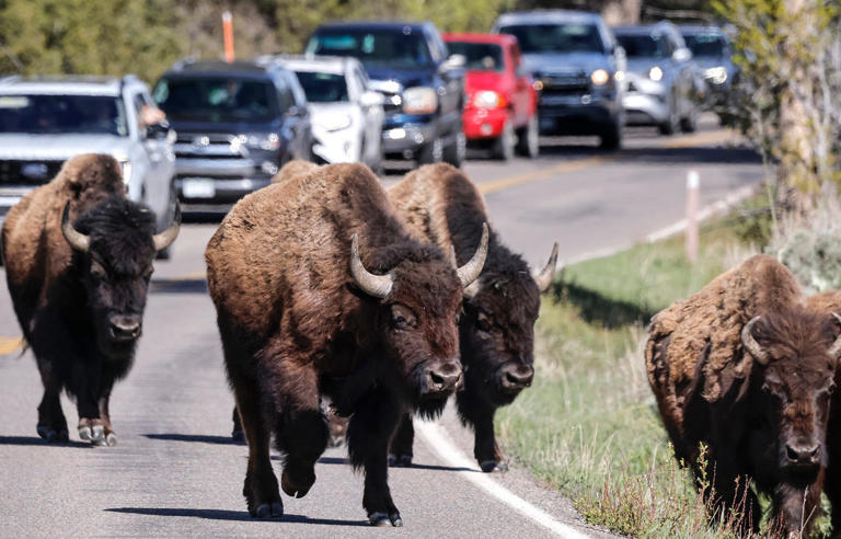 Forget Yellowstone crowds, there’s now wild bison to see in Chicago’s ...