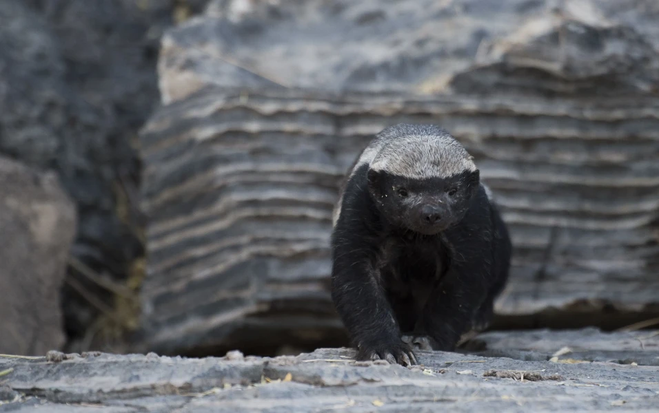 Honey badger’s fearless nature challenges Africa’s top predators
