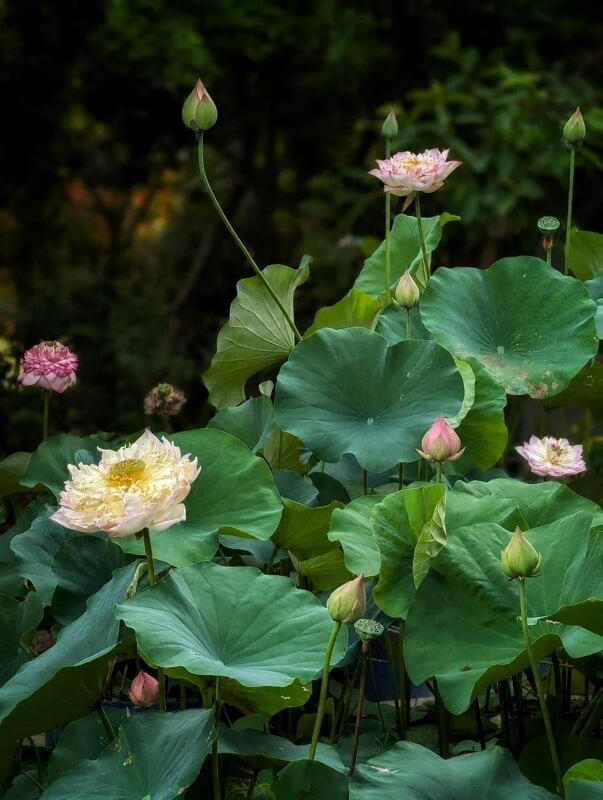 This gardener's patio turned into a lotus-filled swamp, and everyone ...