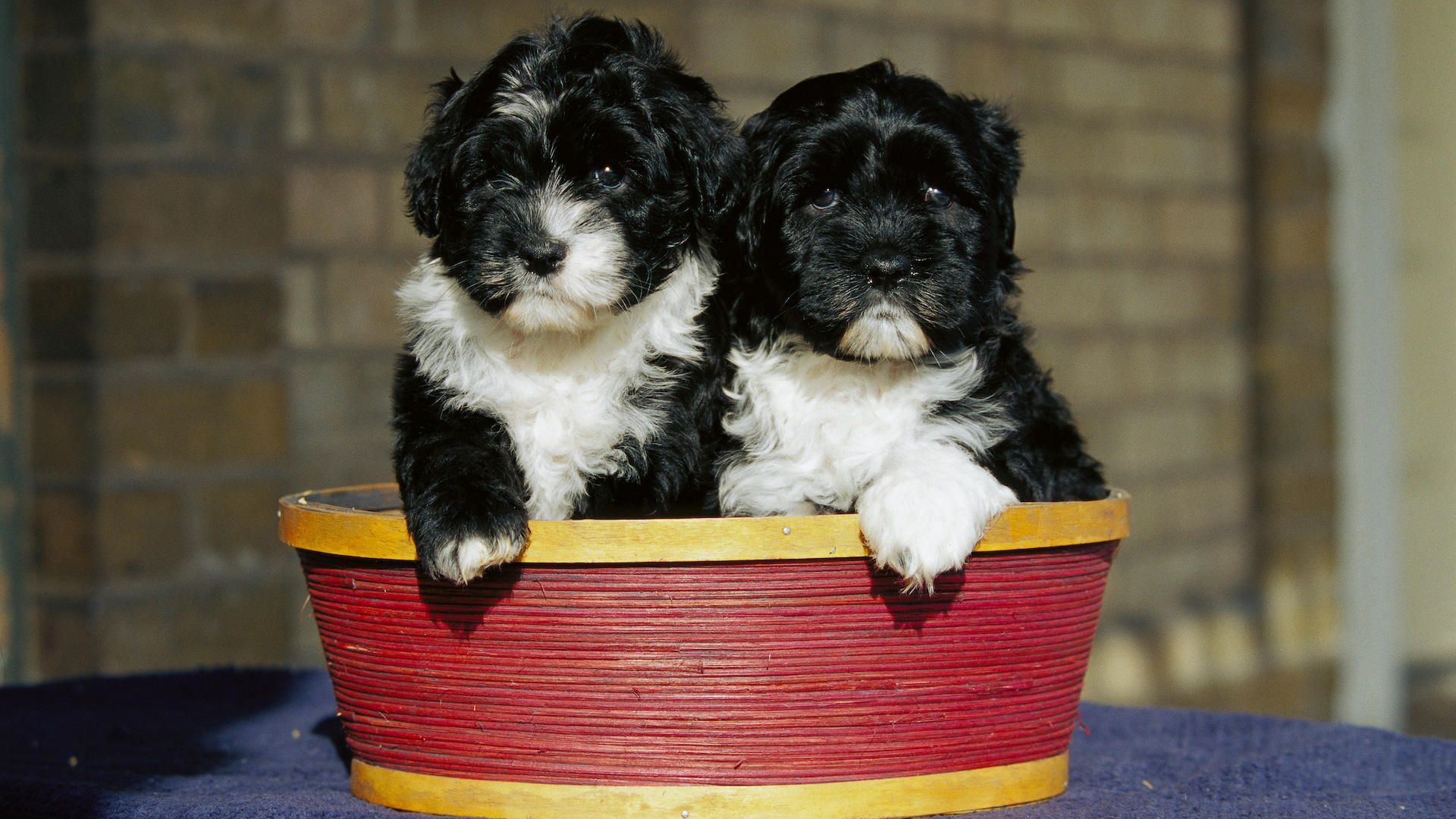 Fun facts about Portuguese water dogs