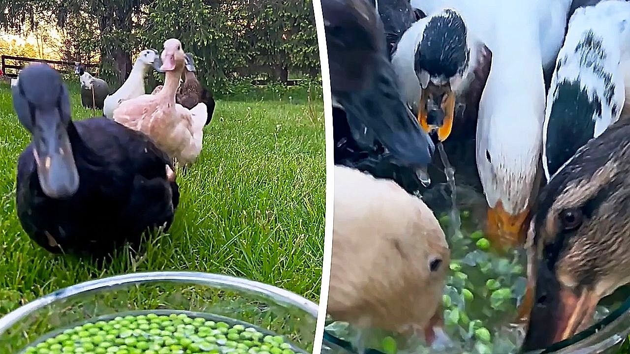 Pea-obsessed duck flock storms the bowl, lemon takes her sweet time