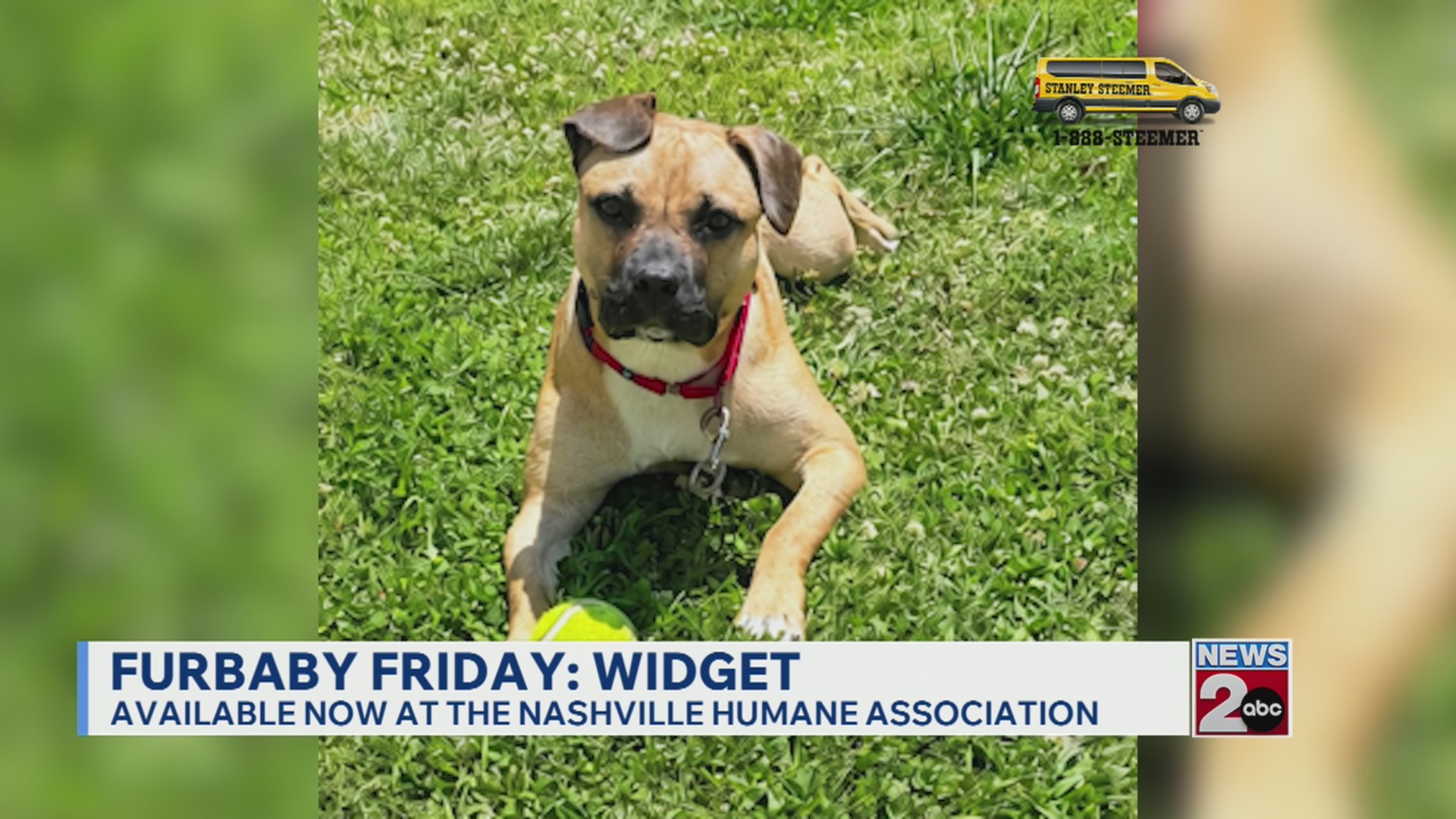 Fur baby Friday: Meet Widget!