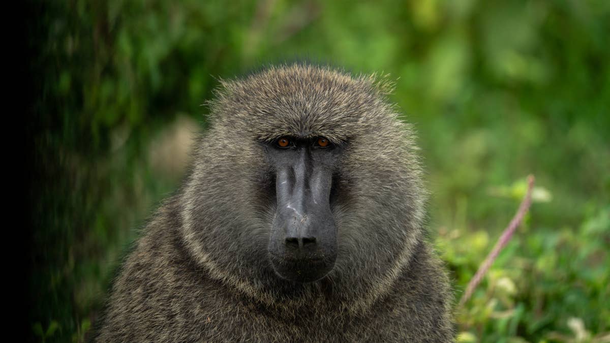Elderly couple ignored massive baboon stealing snacks while doom ...