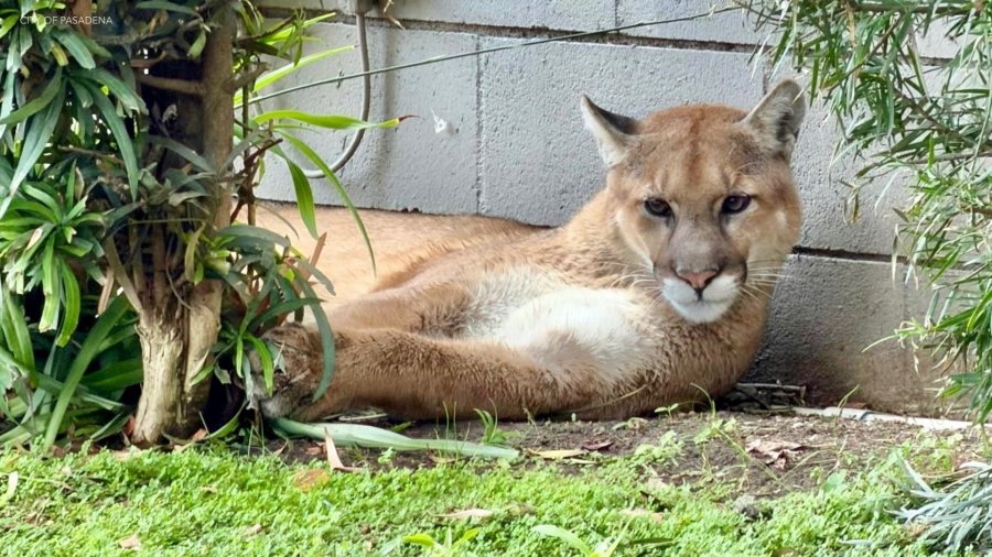 Mountain lion tranquilized after hiding in Pasadena front yard for hours