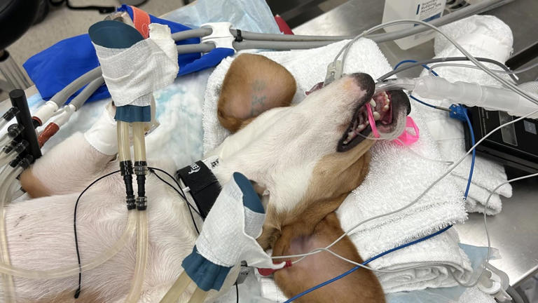 Ridglan Farms beagles sacrificed in painful experiments at UW-Madison