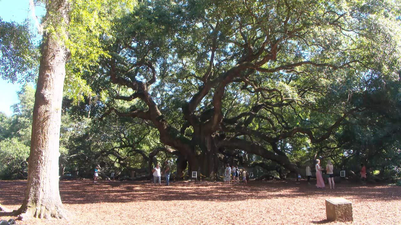 'It is not just a tree': Angel Oak tree listed in National Register of ...