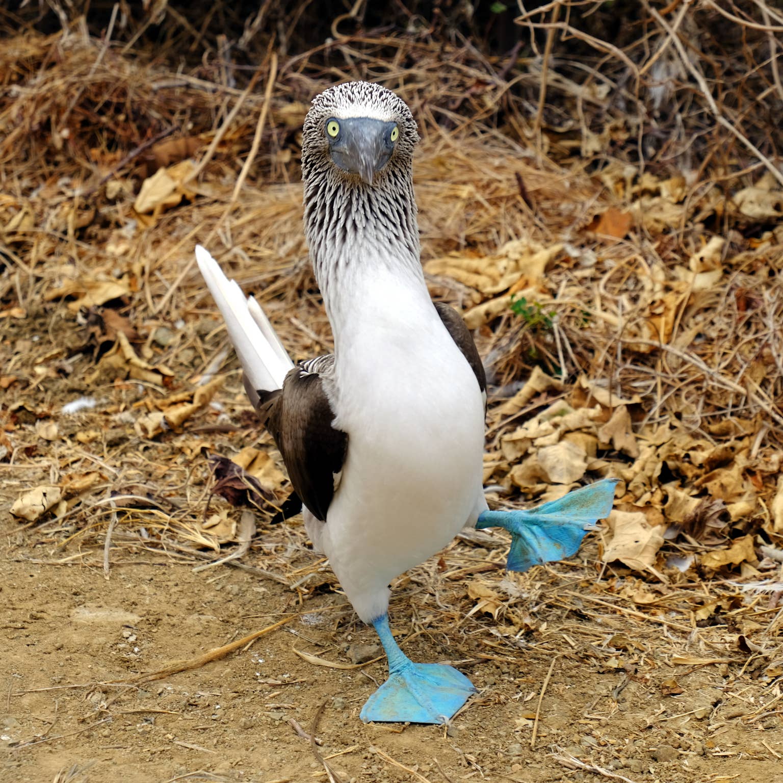 Watch blue-footed boobies' adorable courtship dance and learn why their ...