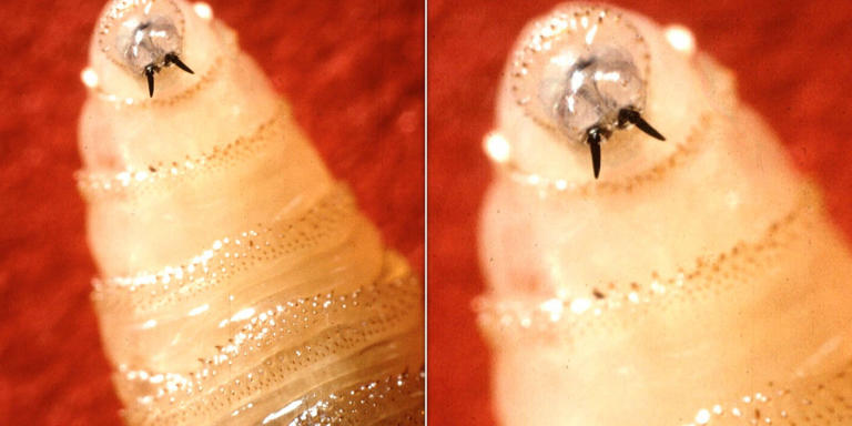 The flesh-eating screwworm is here — but its name is misleading people
