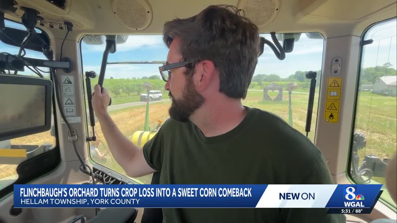Flinchbaugh's Orchard turns to sweet corn after freeze wipes out fruit ...