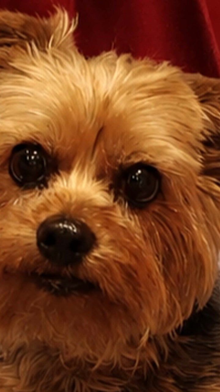 A Stony Creek deli dog lands the role of Toto in upcoming 'Wizard of Oz ...