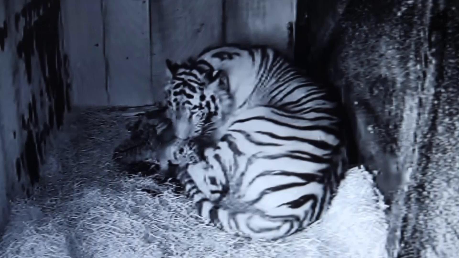 Three Siberian tiger cubs born at Ljubljana Zoo