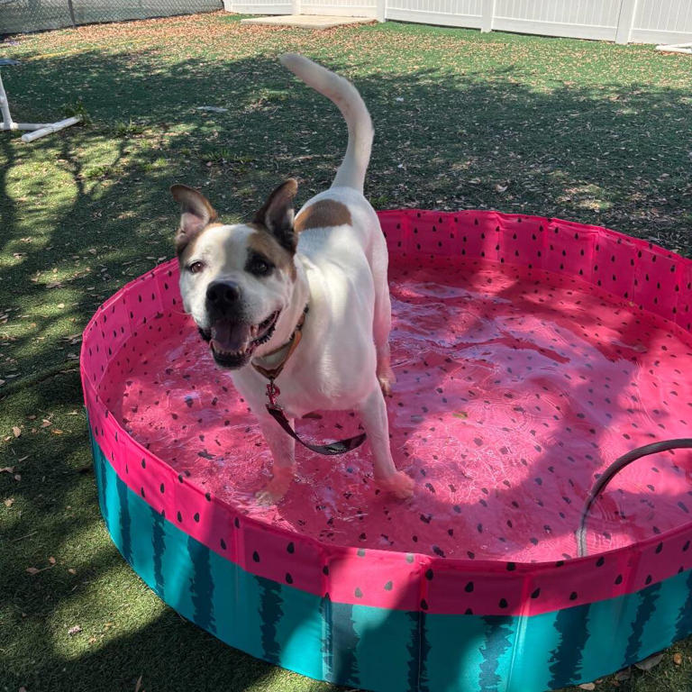 Everyone loves shelter's 'helper dog' — but he's spent 1,000 days ...