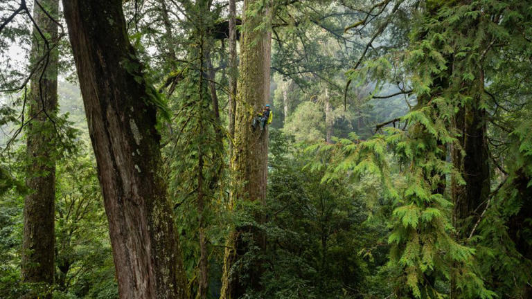 East Asia’s tallest tree is the 'Heaven Sword,' an environmental guardian