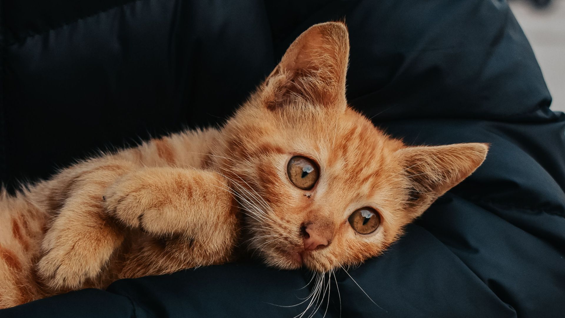 20 feelings the English language has no word for