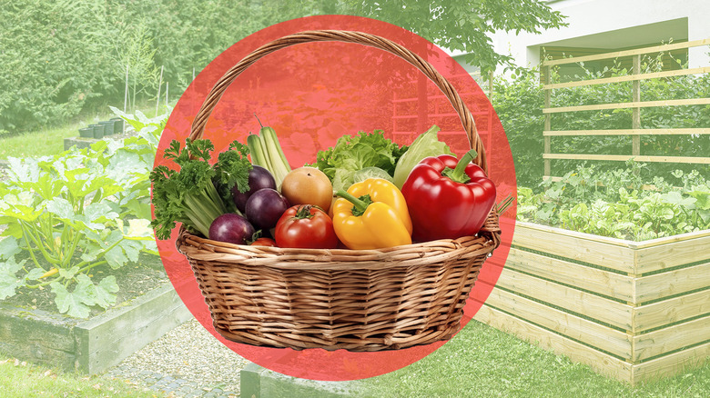 12 common vegetable gardening mistakes to avoid at all costs