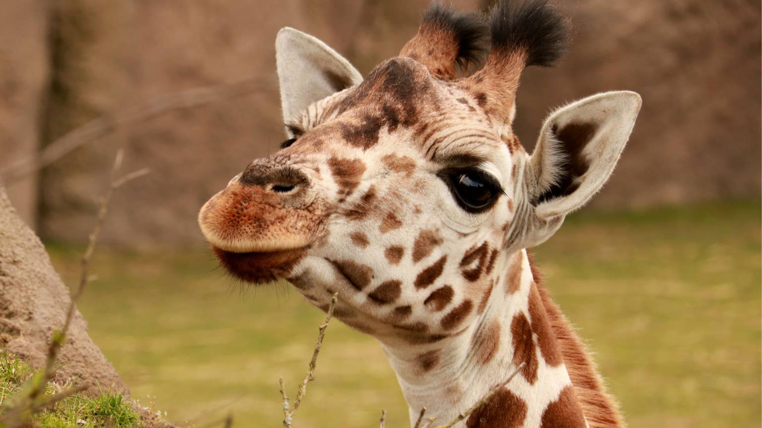 Baby giraffe follows a duck in an adorable zoo encounter