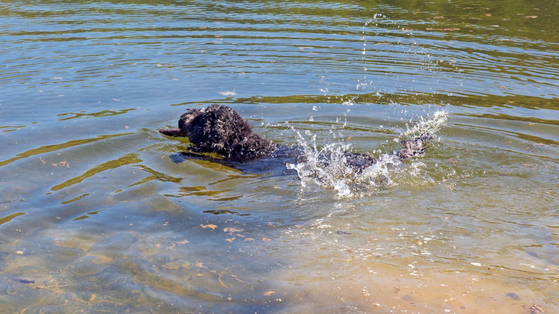 Fun facts about Portuguese water dogs