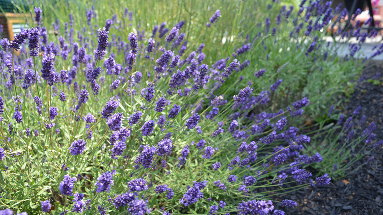 Plant these 20 herbs once and they'll return to your garden on their ...