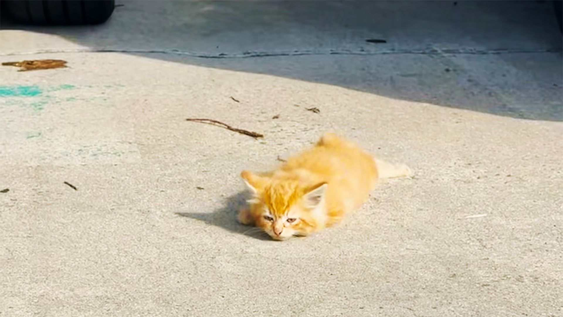 Police officer drops everything when he hears tiny cries
