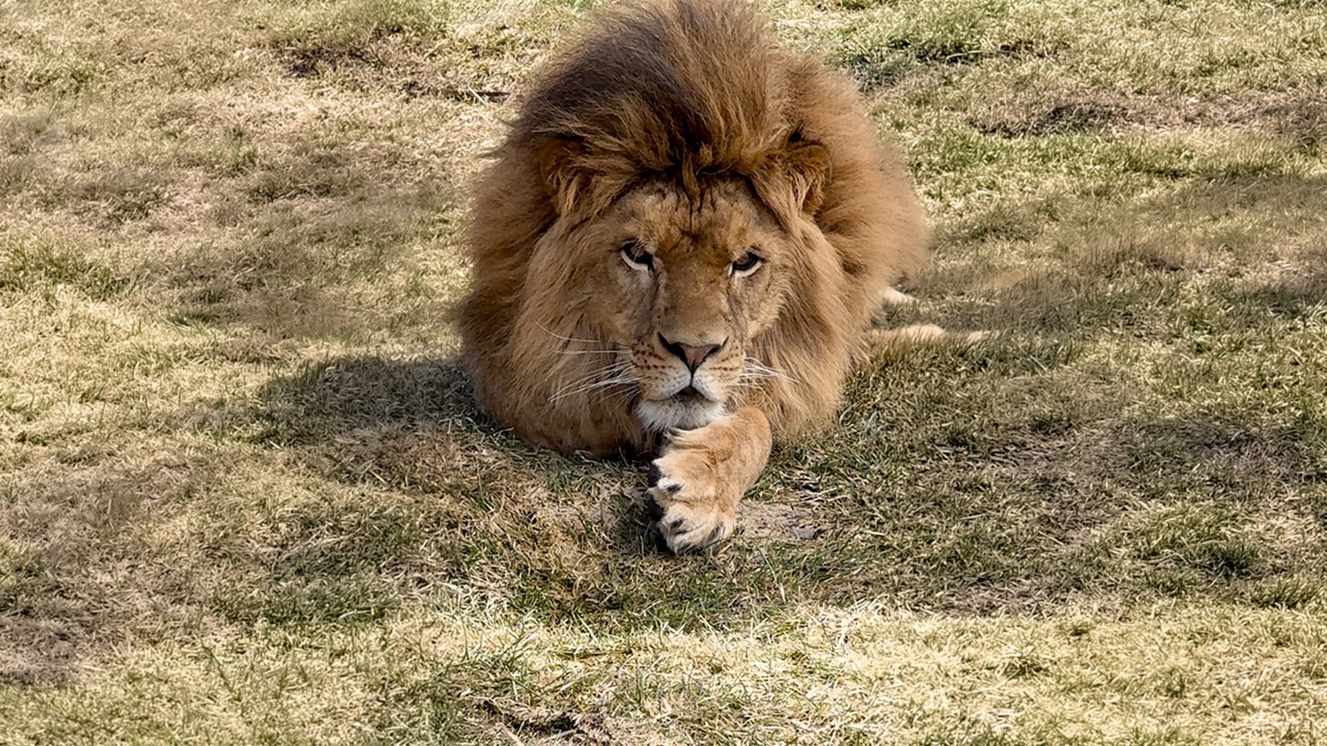 Lion missing for years takes his first steps of freedom