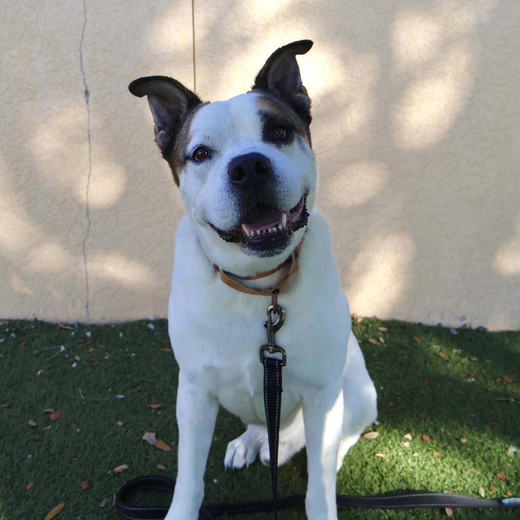 Everyone loves shelter's 'helper dog' — but he's spent 1,000 days ...