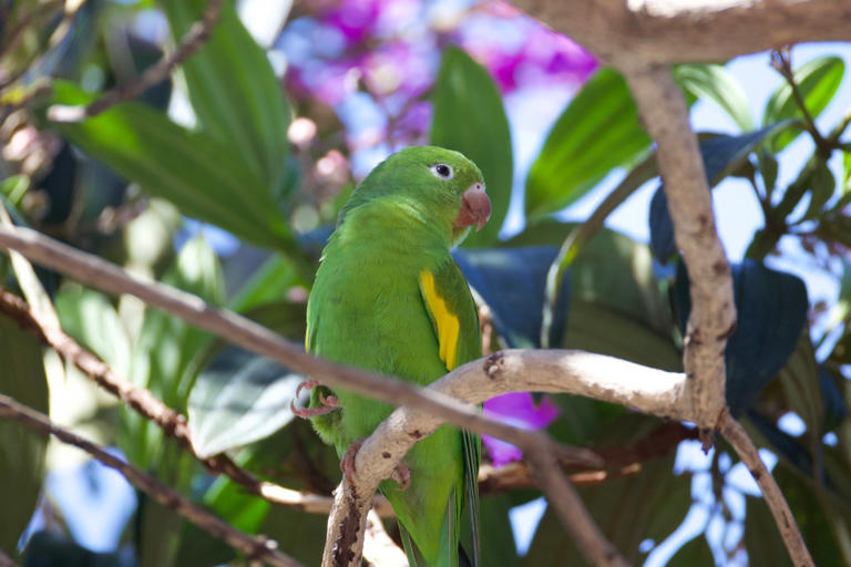 Rare parrot missing for nearly 100 years found deep in Indonesia